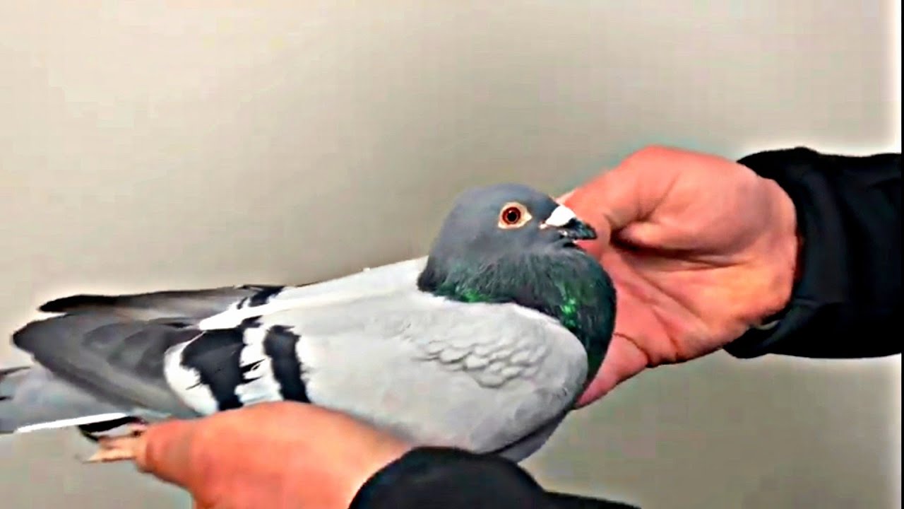 Maurice Delbar Pigeons - One of the foundation of many Fanciers - DPC ...