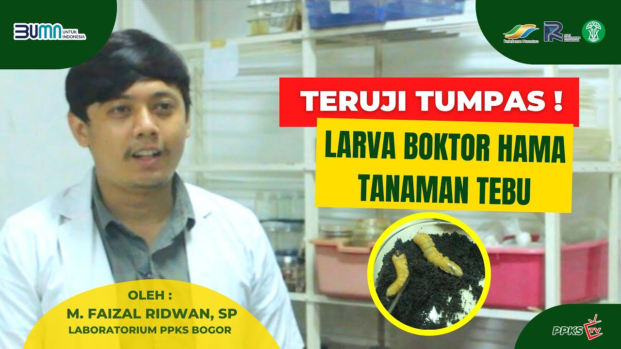 Serangan Hama Boktor Tanaman Tebu Tuntas dengan METARIBB! - YouTube