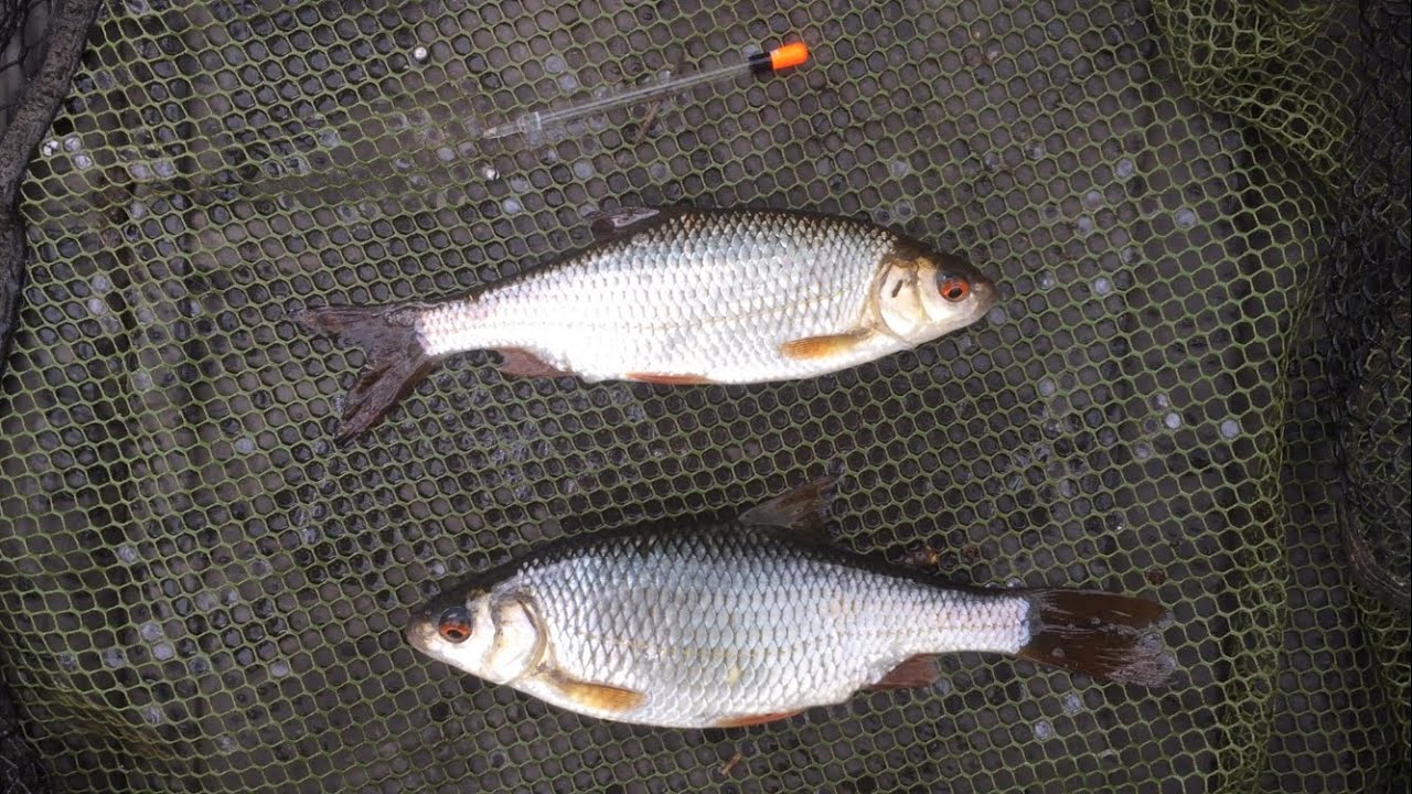 A short lunchtime session roach fishing - YouTube