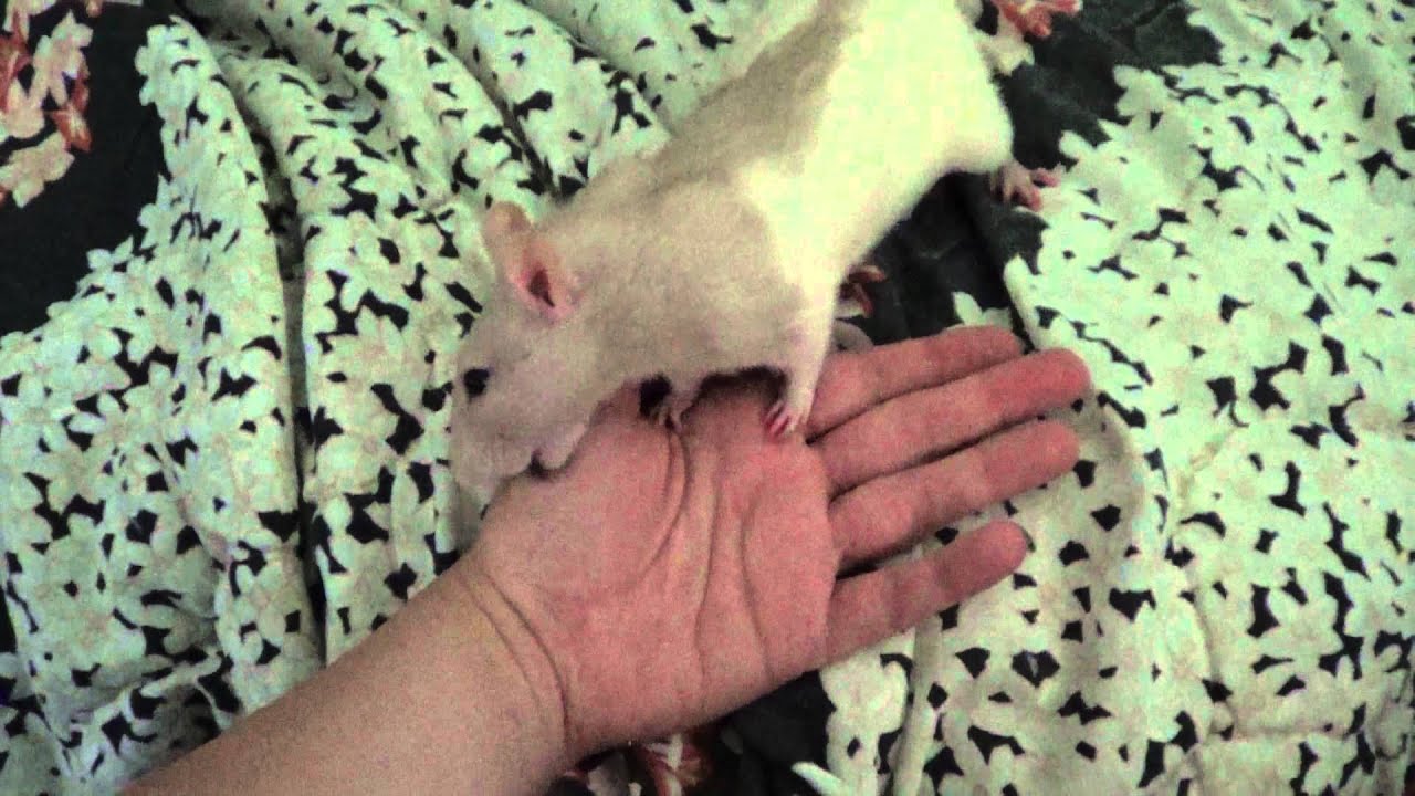 World's Most Ferocious Rat - YouTube
