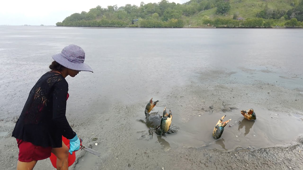 Catching Giant Mud Crabs in the Rain – Epic Sea Crab Hunt! - YouTube