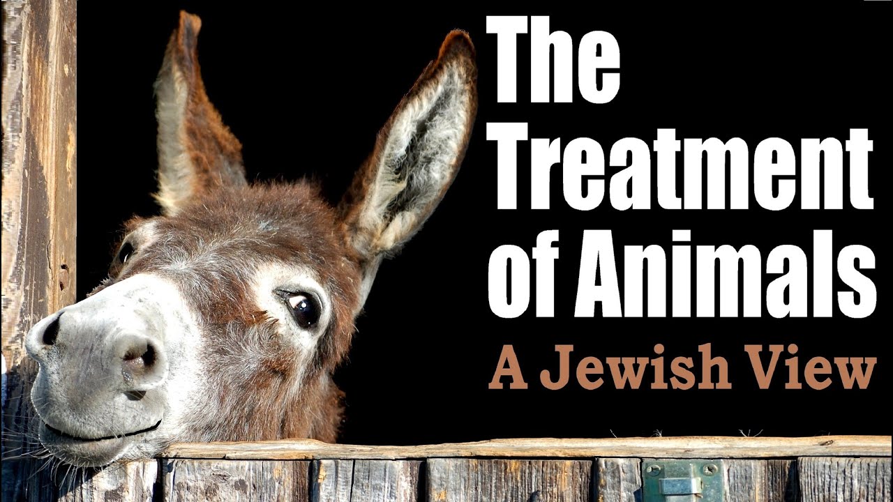 THE TREATMENT OF ANIMALS: A Jewish View - with Rabbi Michael Skobac ...