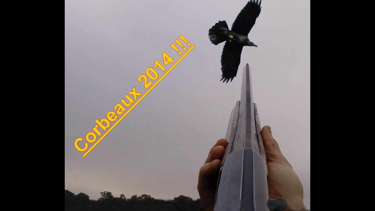 Chasse aux corbeaux : compilation tirs corbeaux 2014 - Caméra GoPro ...