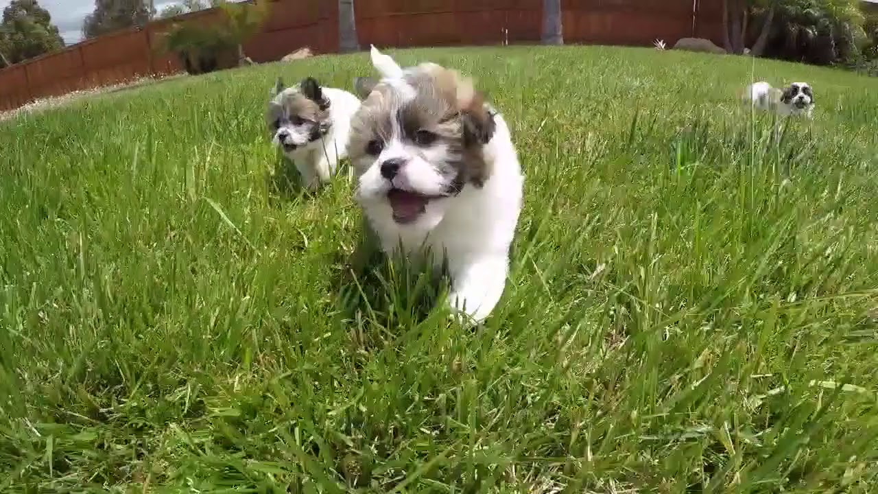 "Peaches, Mario, Luigi" Teddy Bear Designer Puppies for Sale in San ...