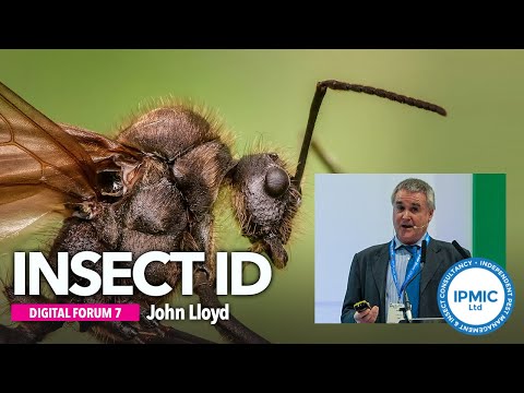 Which External Parasites Are Dorsoventrally Flattened Wingless Insects