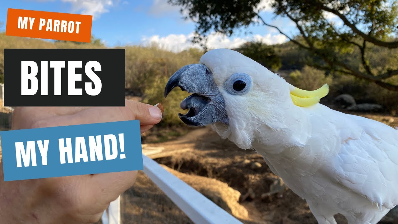 Why your parrot bites when you give it treats (and how to solve it ...