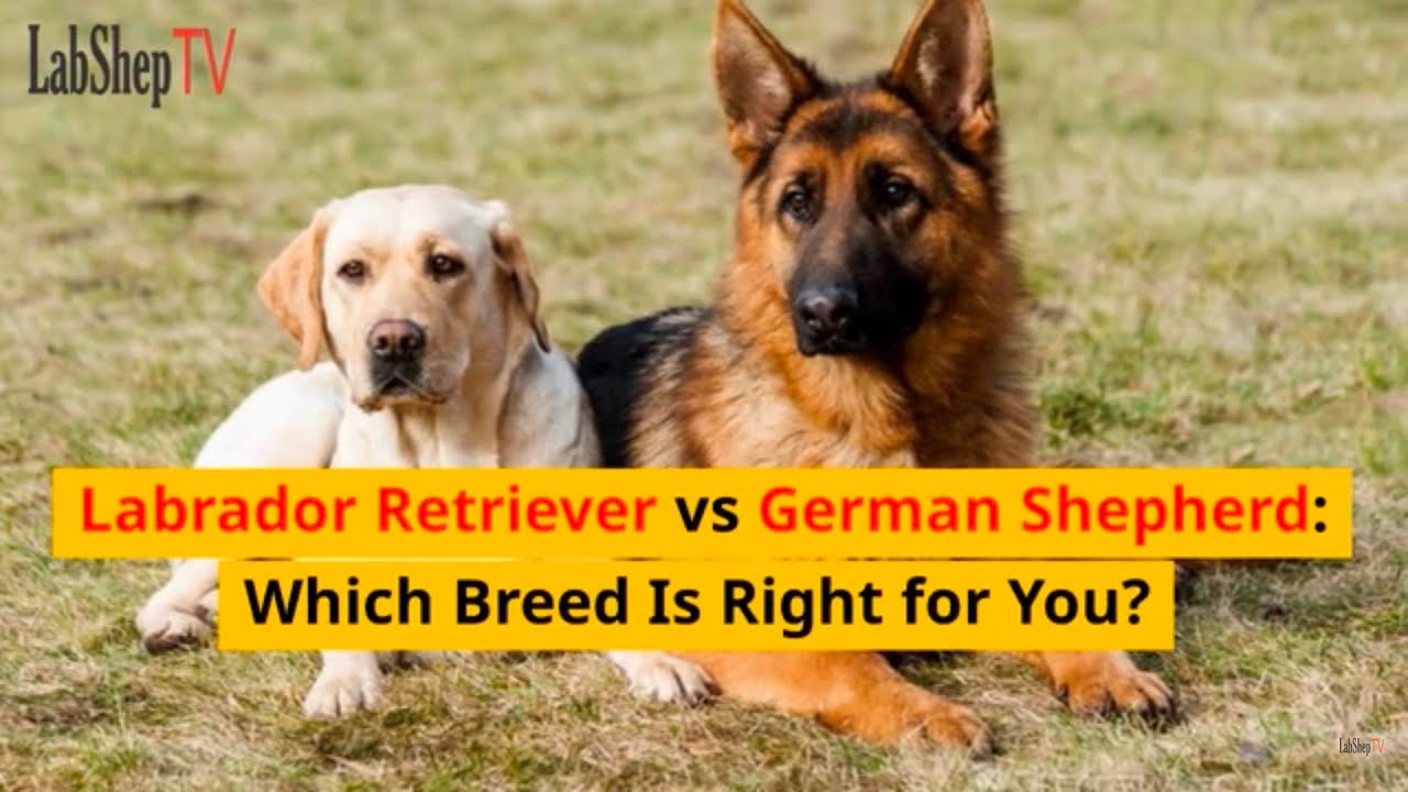 Labrador Retriever vs German Shepherd: Which Breed Is Right for You? # ...