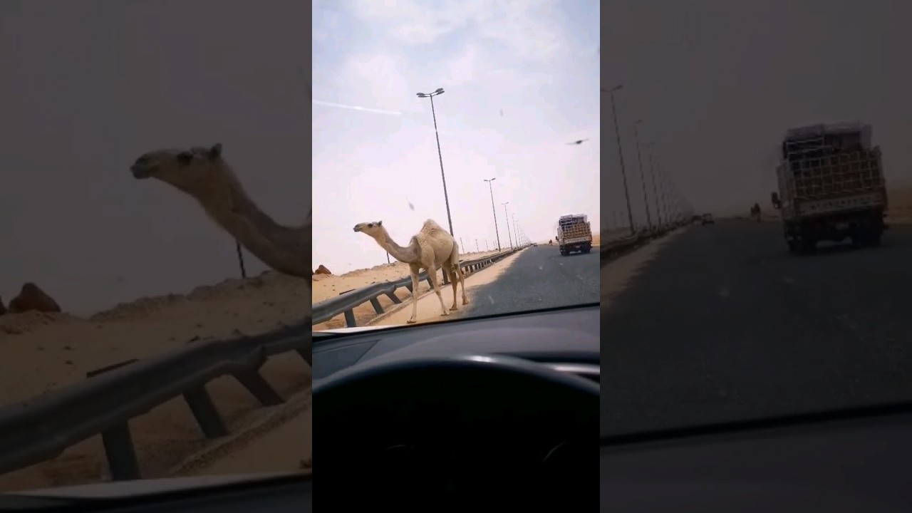 Drive Safe Camel Crossing the road #kuwait #roadshow #drift #car #camel ...