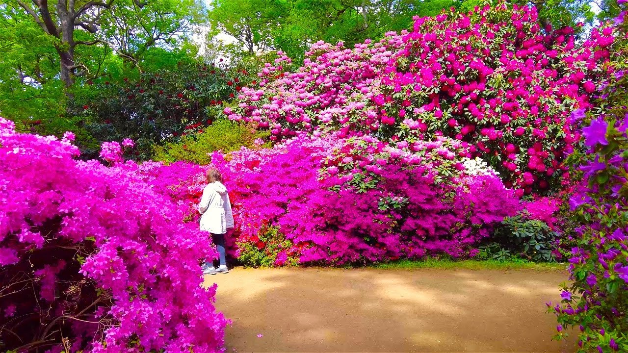[4K] Most Beautiful Nature Walk in London | Isabella Plantation in Full ...