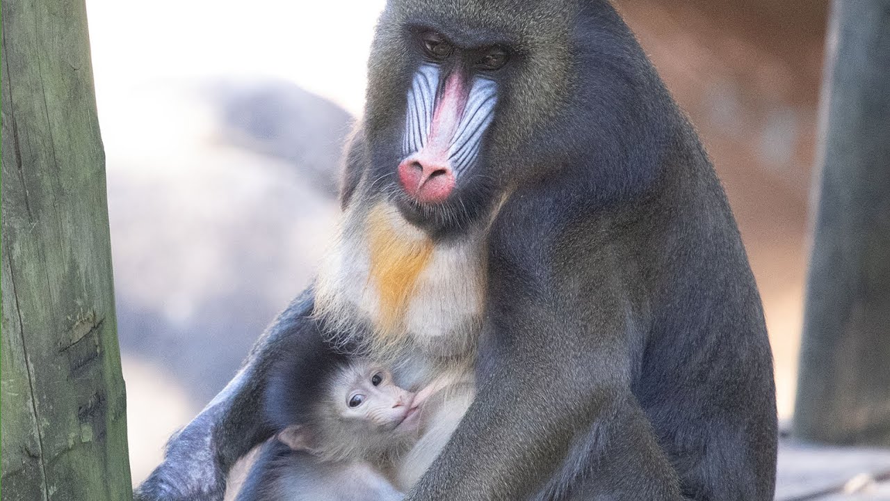 Baby Mandrill Baboon