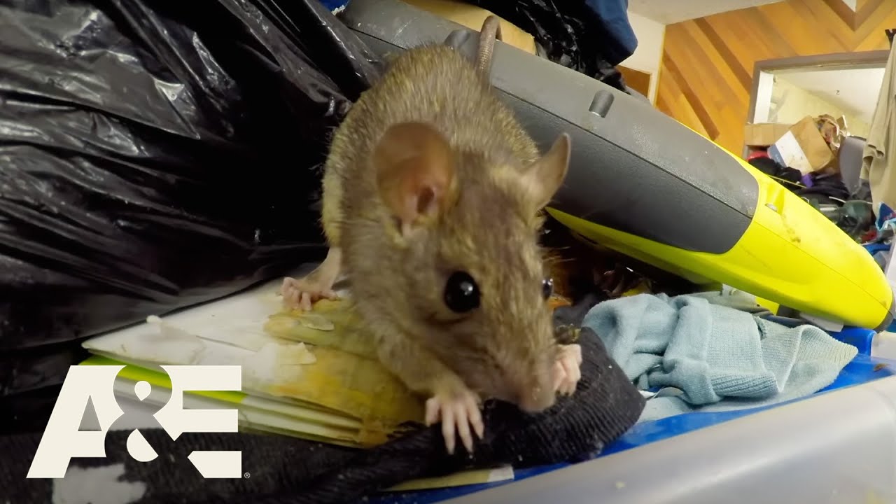 Hoarders: Rodents Infestations - Rats Run Rampant COMPILATION | A&E ...