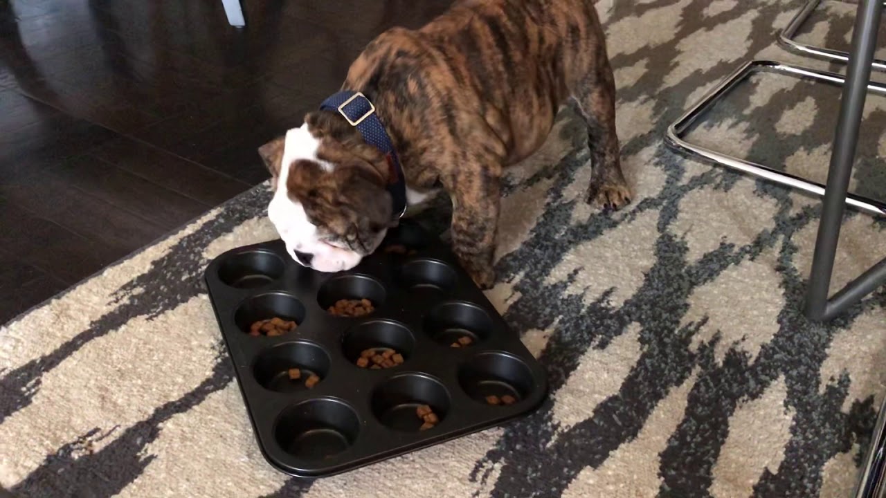 Bulldog puppy eating from a muffin tin - YouTube