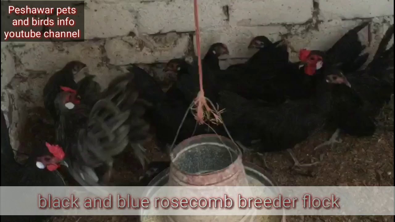Blue and black rosecomb breeder flock - YouTube