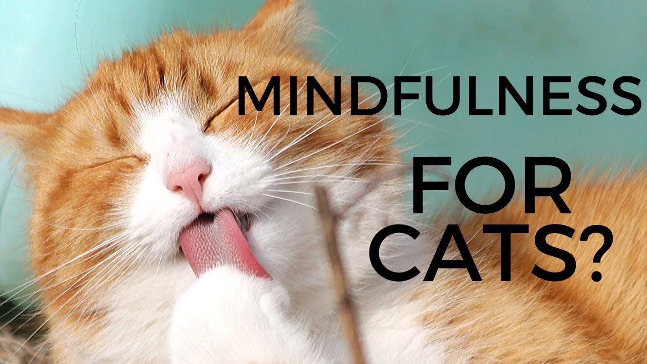 Mindfulness for Cats - YouTube