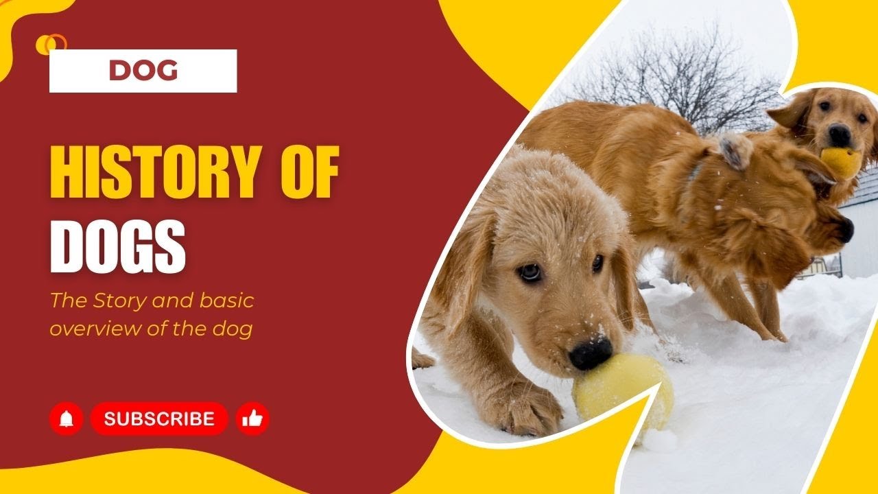Discover the World of Dogs: History, Breeds, and Mind-Blowing Facts ...