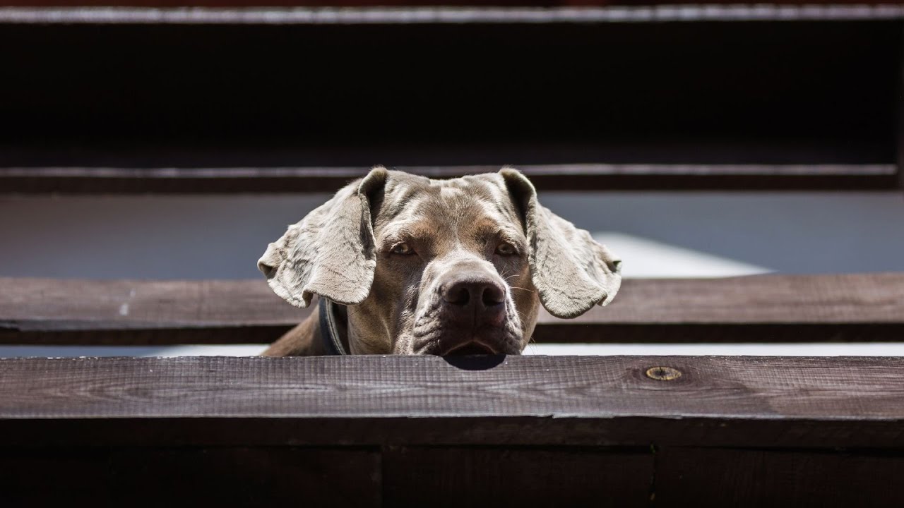 Weimaraner Nutrition for Senior Dogs: Special Needs - YouTube