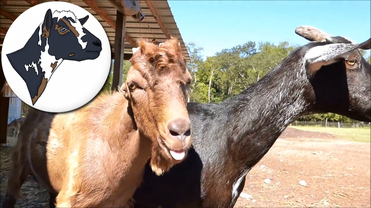 Buck Song - YouTube
