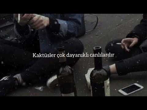 Cem Çınar - Kaktüs Ve Lavinia (Sözleri)