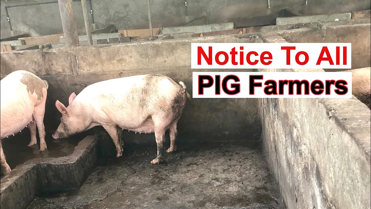 How To Sell Your PIGs and Make GOOD PROFIT (Important Notice To All Pig ...