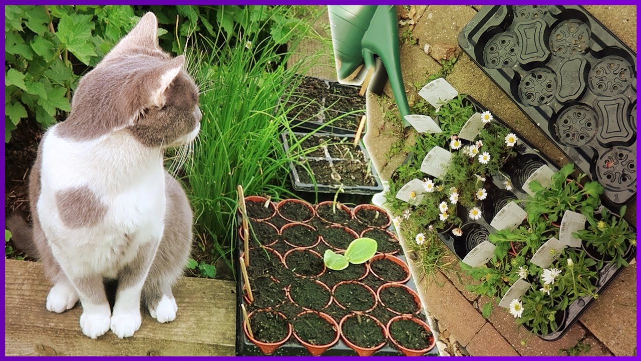 What's Growing On? Random Gardening Jobs! - YouTube