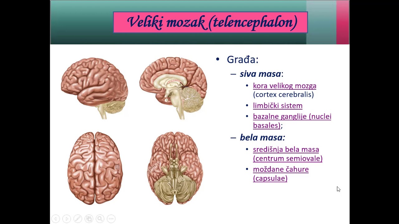 Građa i funkcije međumozga i velikog mozga - YouTube