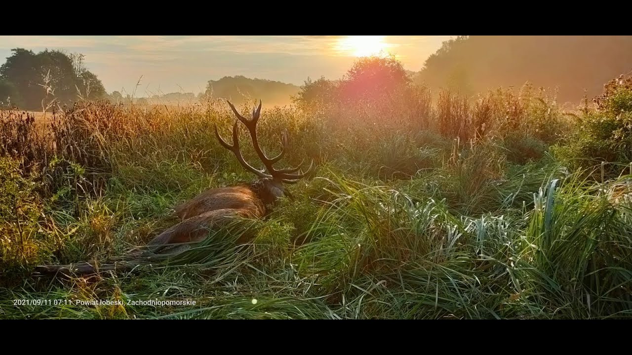2021/ Red Stags Hunting /Poland - YouTube