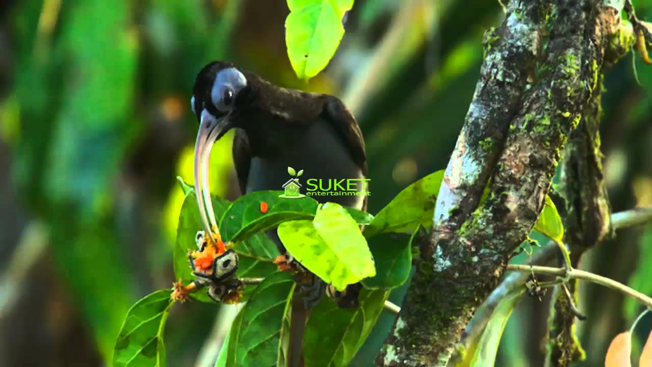 Suara Burung Surga Cenderawasih Paruh sabit paruh putih pale billed ...