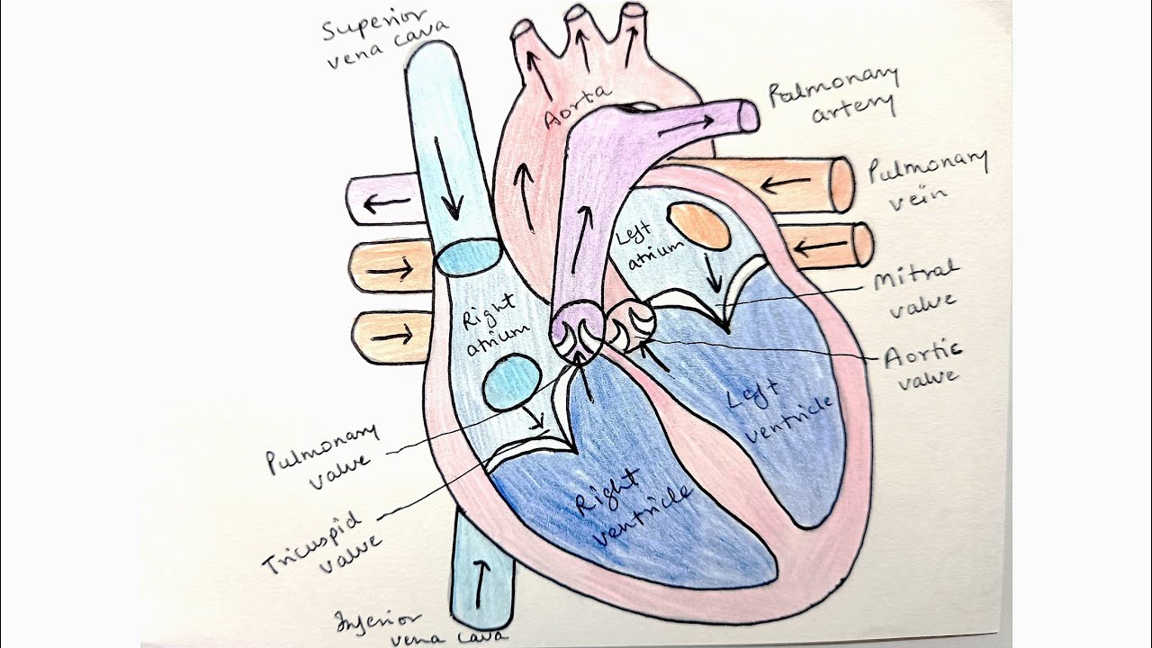 How to draw Human Heart/ step by step drawing for beginners - YouTube