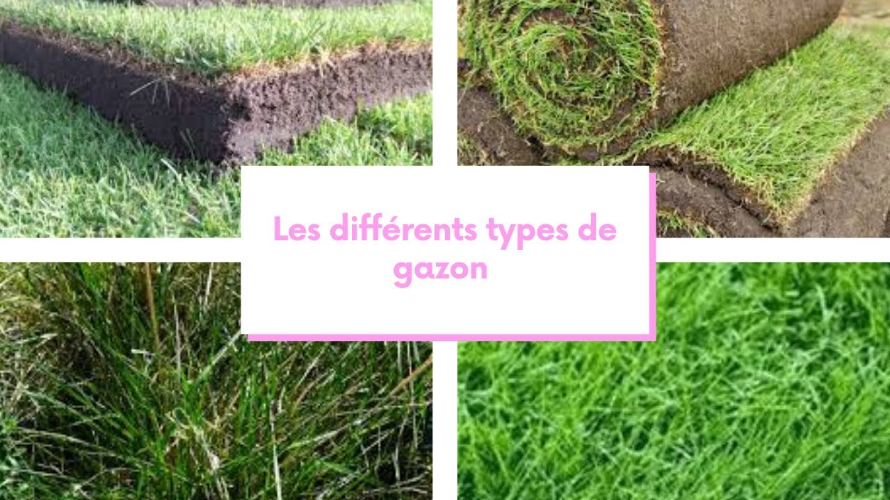 les différents types de gazon - YouTube