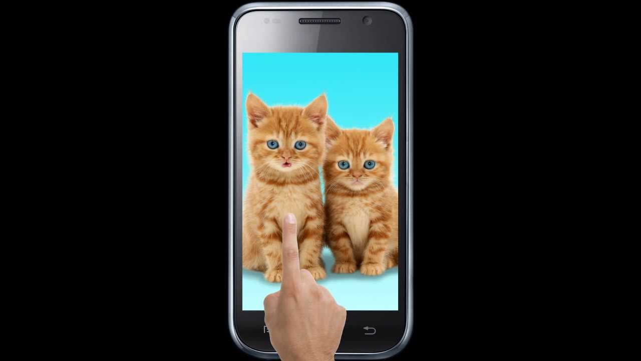 Singing, Talking Cats Live Wallpaper - YouTube