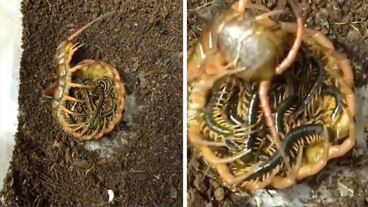 'Red Dragon' Insect Curled Around Young - YouTube