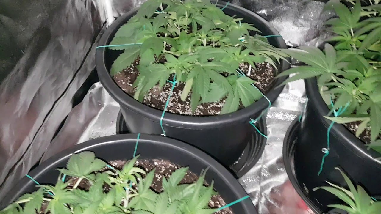 Eleven Roses Delicious seeds any advice. Mark - YouTube