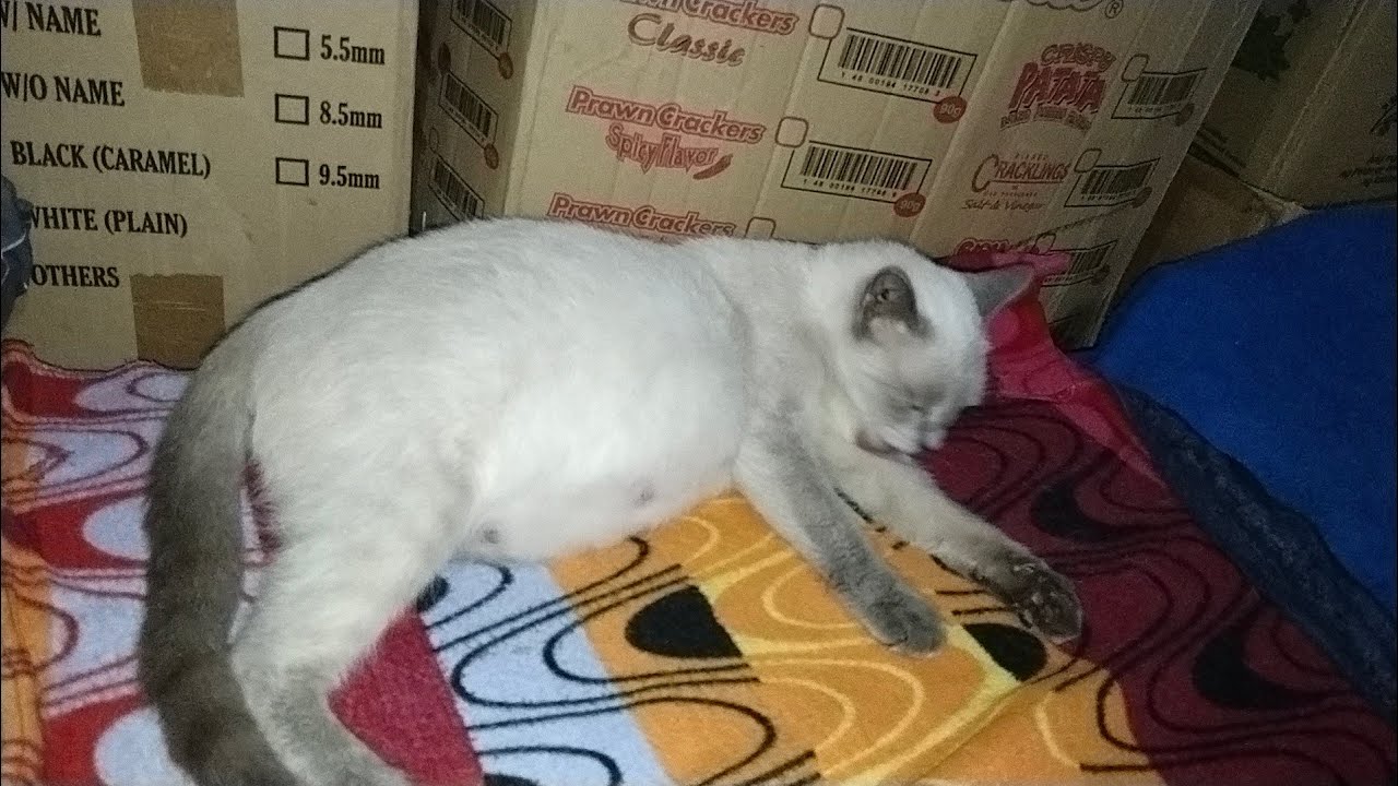 My Siamese Cat (KitKat) malapit na nanganak. - YouTube