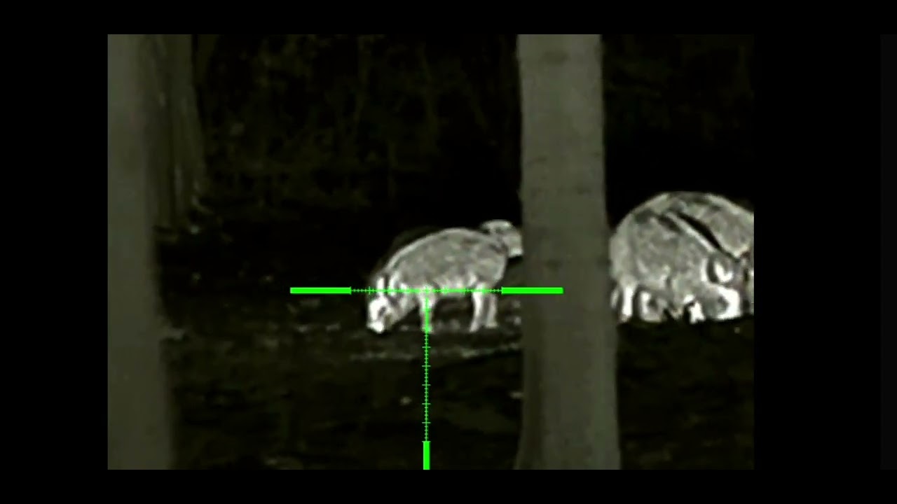 Hog hunting, Wild boar hunting, Infiray Rico RH50 - YouTube