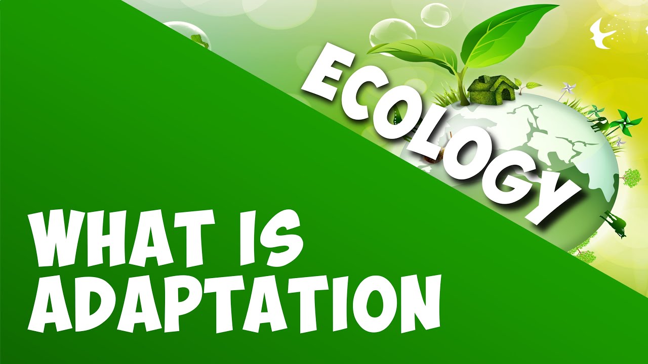 What Is Adaptation? | Ecology & Environment | Biology | AddyESchool ...