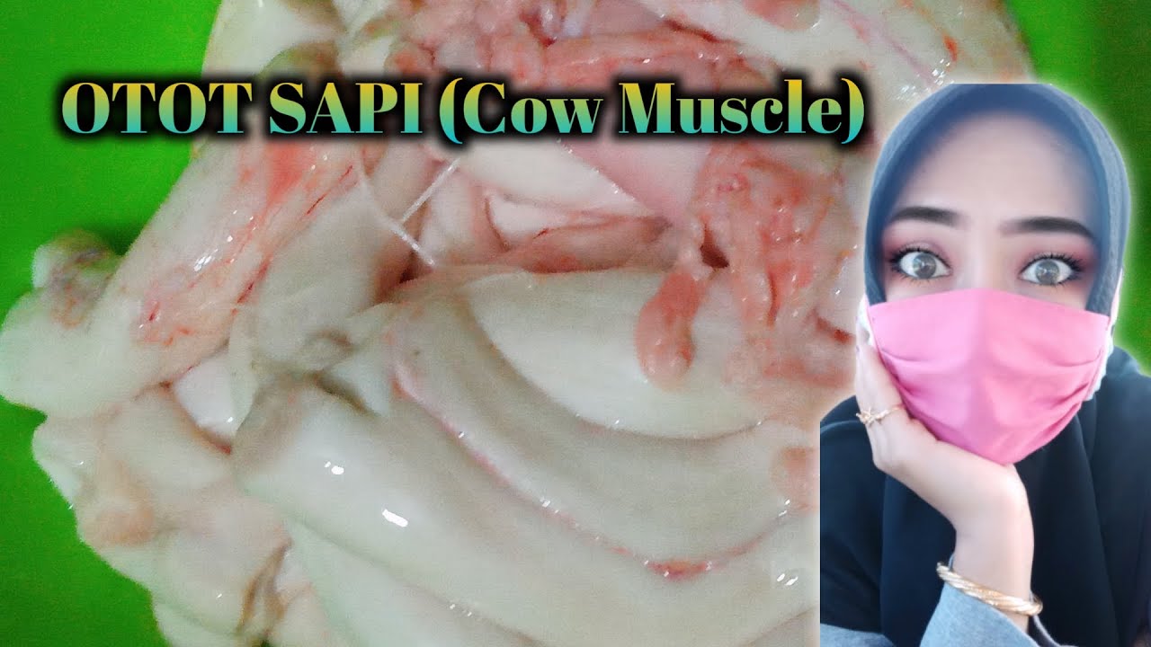 SUMSUM TULANG BELAKANG SAPI - YouTube