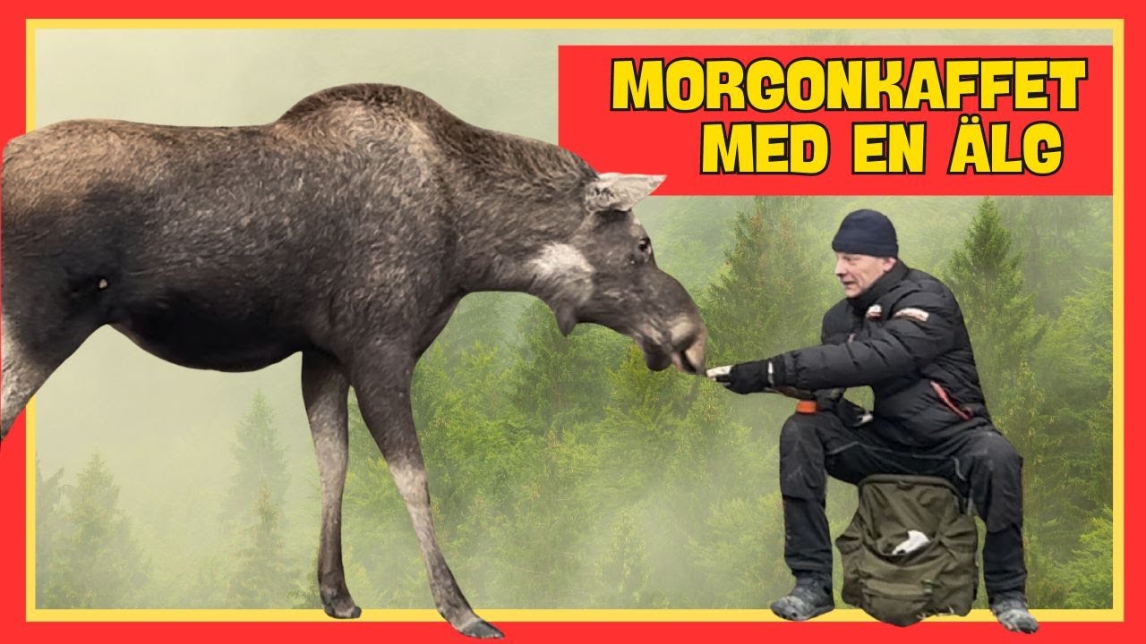 När tappar älgen sina horn? - YouTube