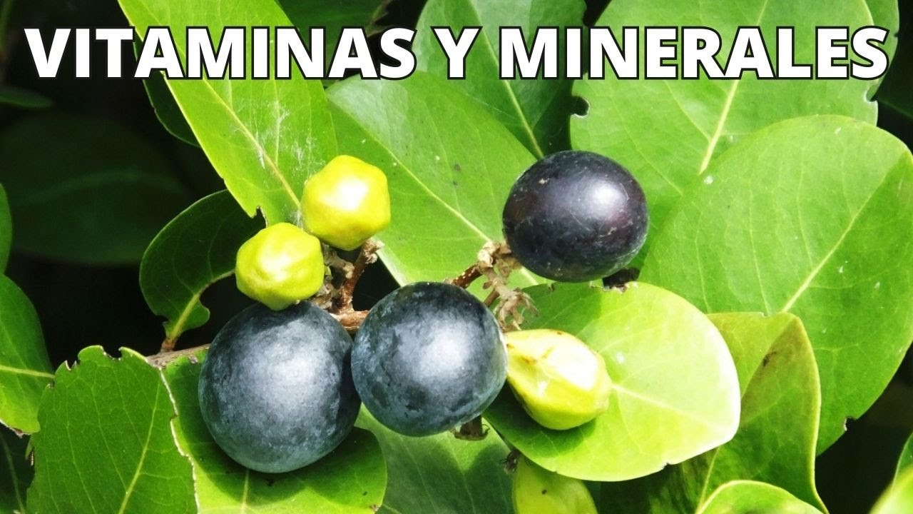 ¿Cuáles son las VITAMINAS y MINERALES del Icaco? Beneficios y tipos de ...