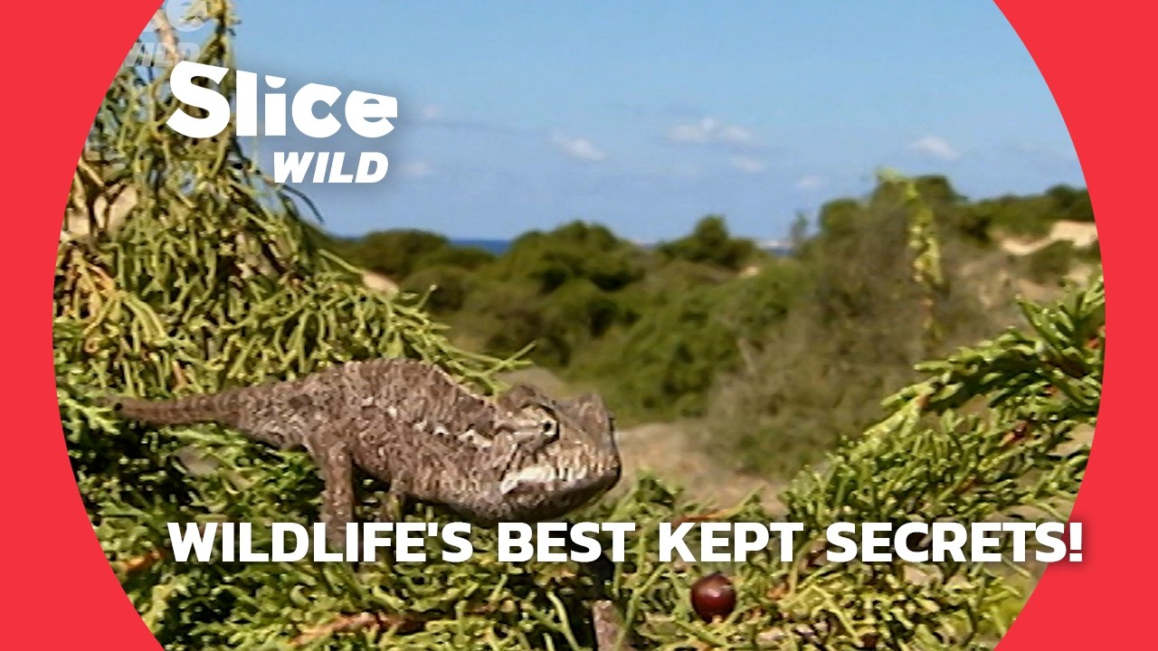 Amazing Animal Tales: Surprising Secrets of Wildlife | SLICE WILD - YouTube