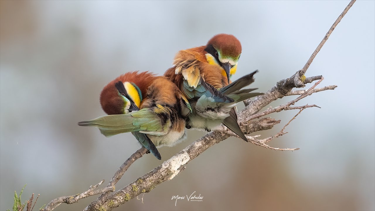 Η Πανίδα κοντά μας | Μελισσοφάγος | Merops apiaster | 2021 - YouTube