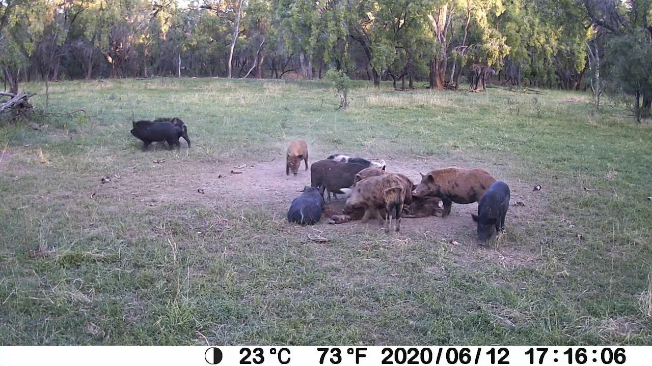 Pig hunting QLD trail camera 2 - YouTube