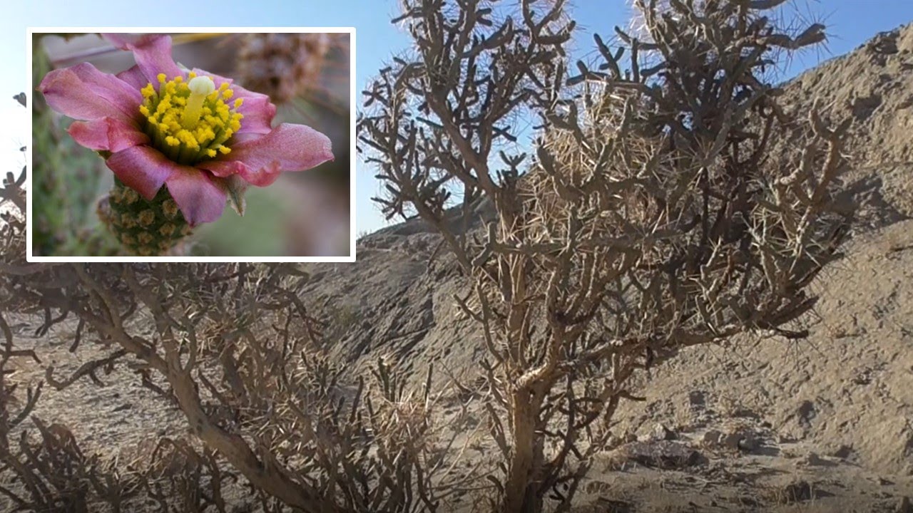Diamond Cholla Cactus / Branched Pencil Cholla (Cylindropuntia ...