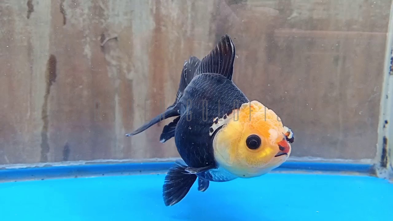 ORANDA PANDA &TANCHO + Ranchu jumbo - YouTube