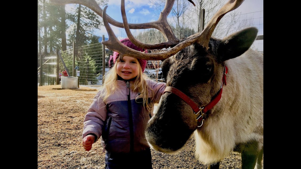 REINDEER FARM - YouTube
