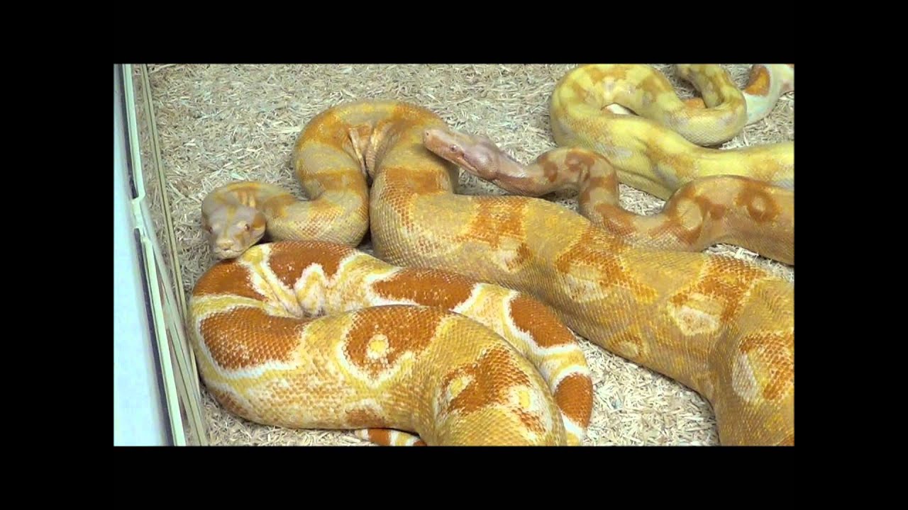 Lavender and Lavender glow boas, re-do from April 2013 - YouTube