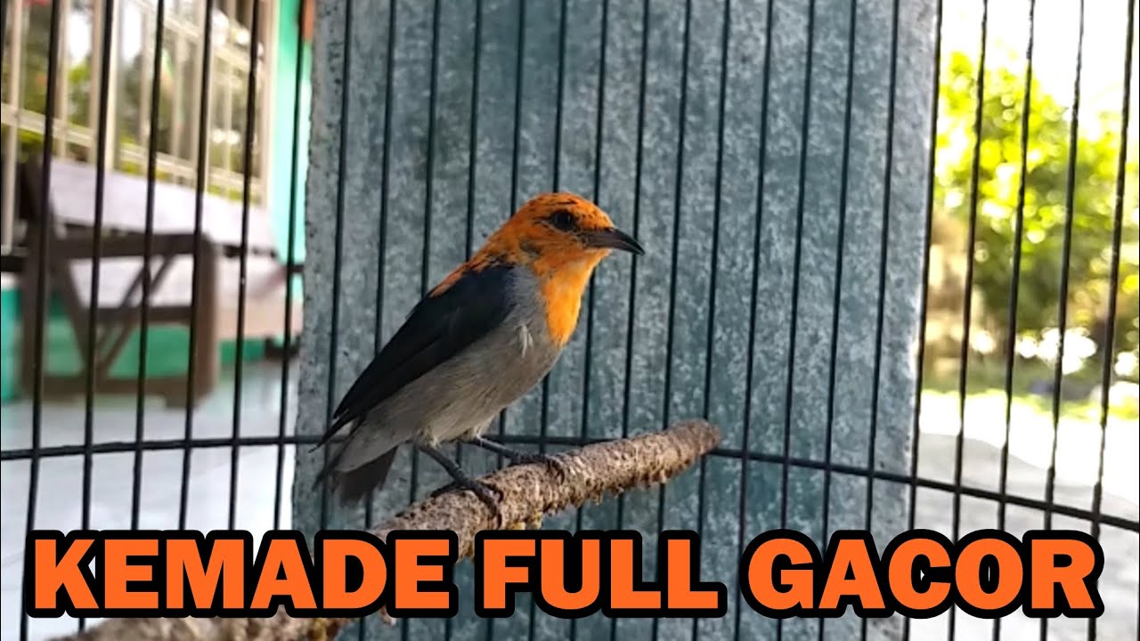 Pancingan kemade bahan agar cepat bunyi | Suara MASTERAN burung cabe ...