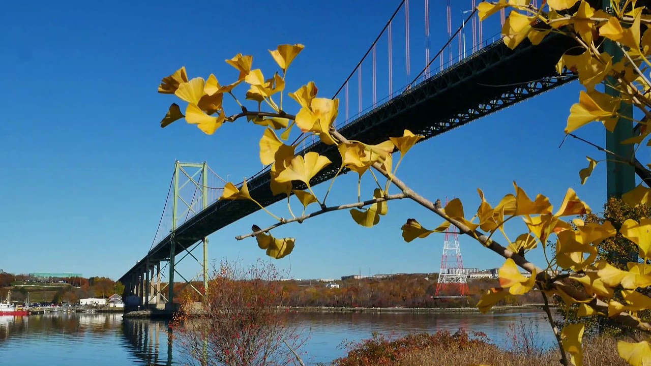 Beautiful autumn leaves in Nova Scotia. Fall colors at their best - YouTube
