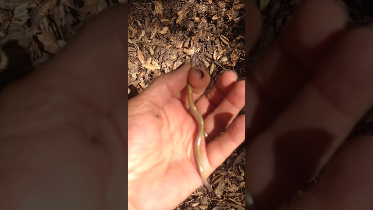 Baby Gopher snake - YouTube