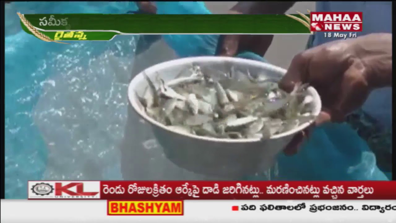 Telangana Govt. Special Offers For Fish Farming | #MahaaRythuAnna - YouTube