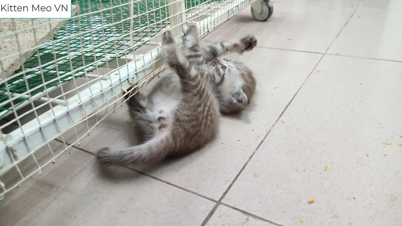 Dexterous cute kitten - YouTube